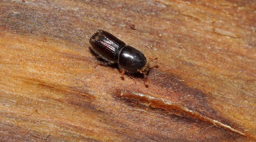 Fueled by drought, a beetle that kills piñon pines expands into new ...