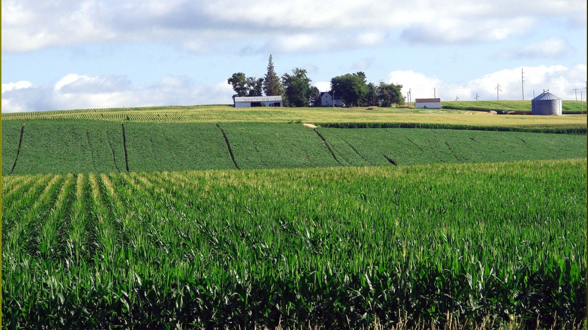 iowa corn