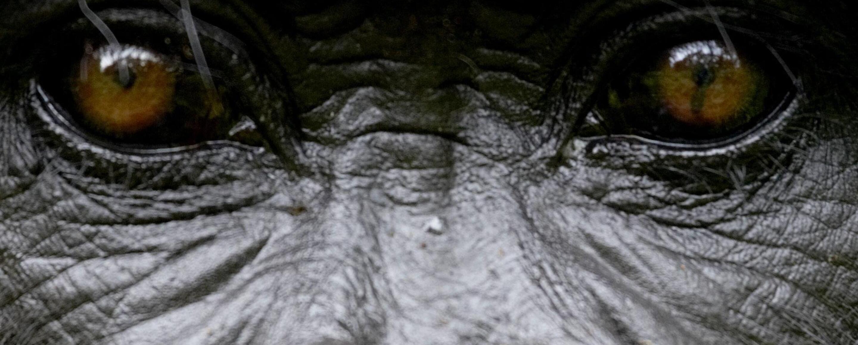 The Gorilla King