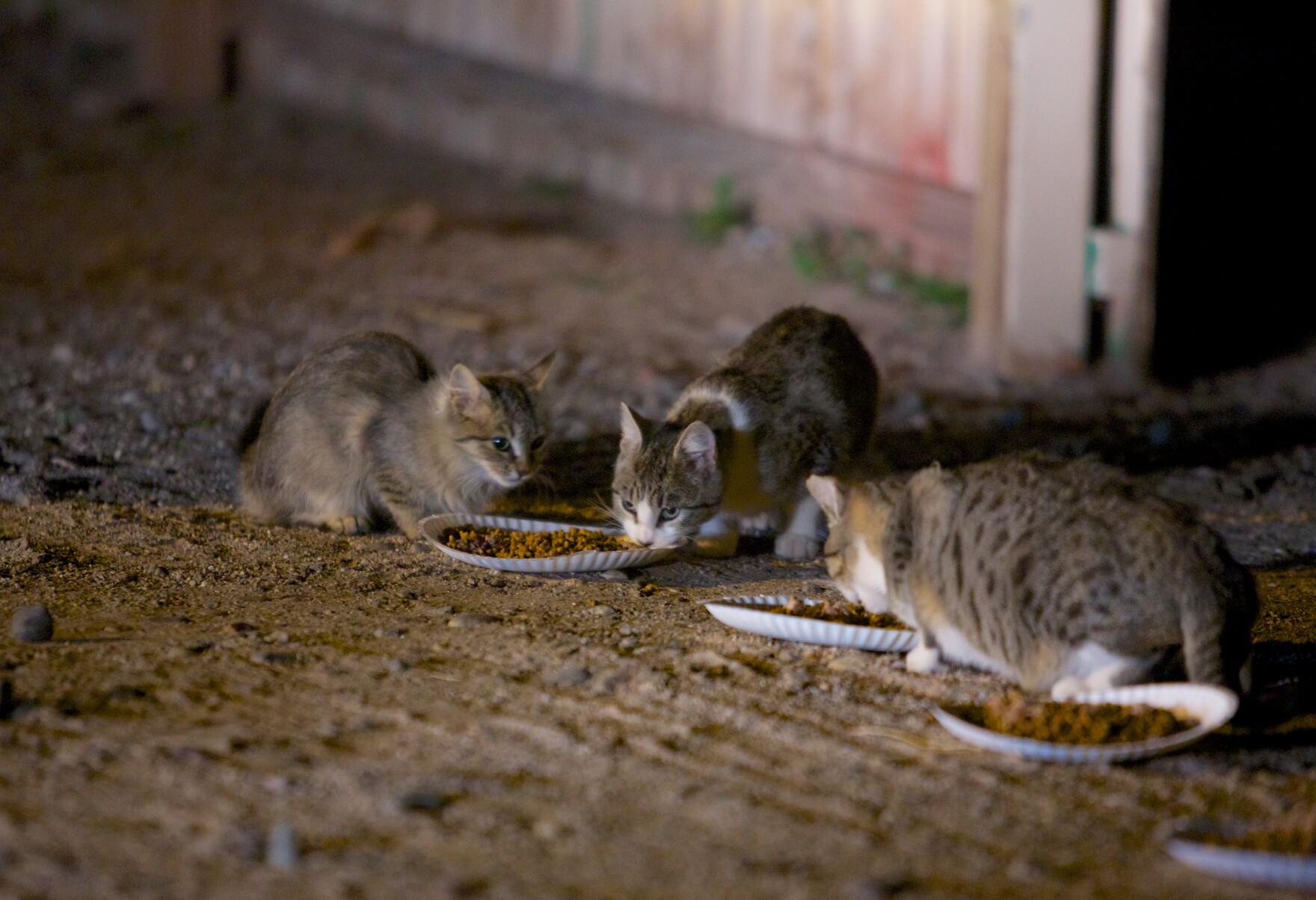 Nonprofit celebrates fixing 50,000 feral cats in Albuquerque
