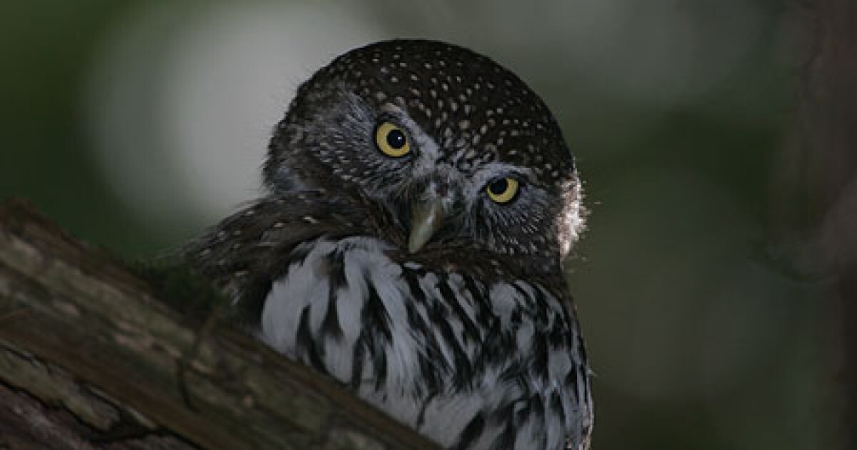 BirdNote: An Owl Is Mobbed | KNKX Public Radio