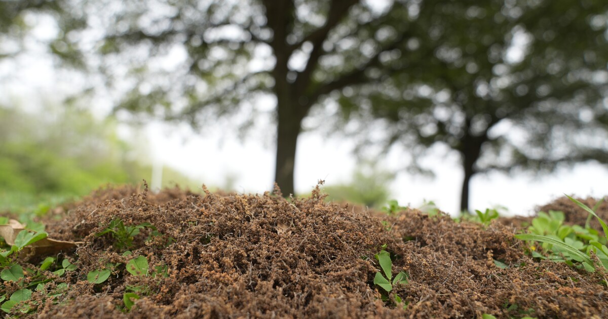 Tampa among the worst cities in U.S. for pollen allergies | WUSF