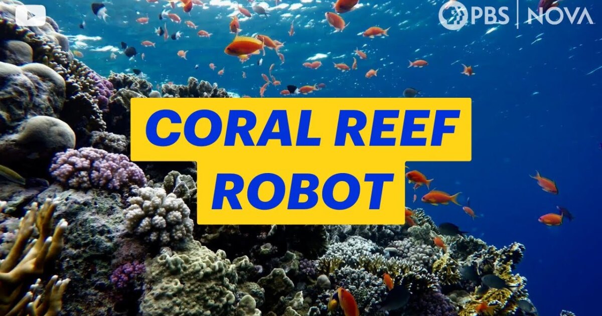 A Robot Made to Find Healthy Coral Reefs | NOVA | WKNO FM