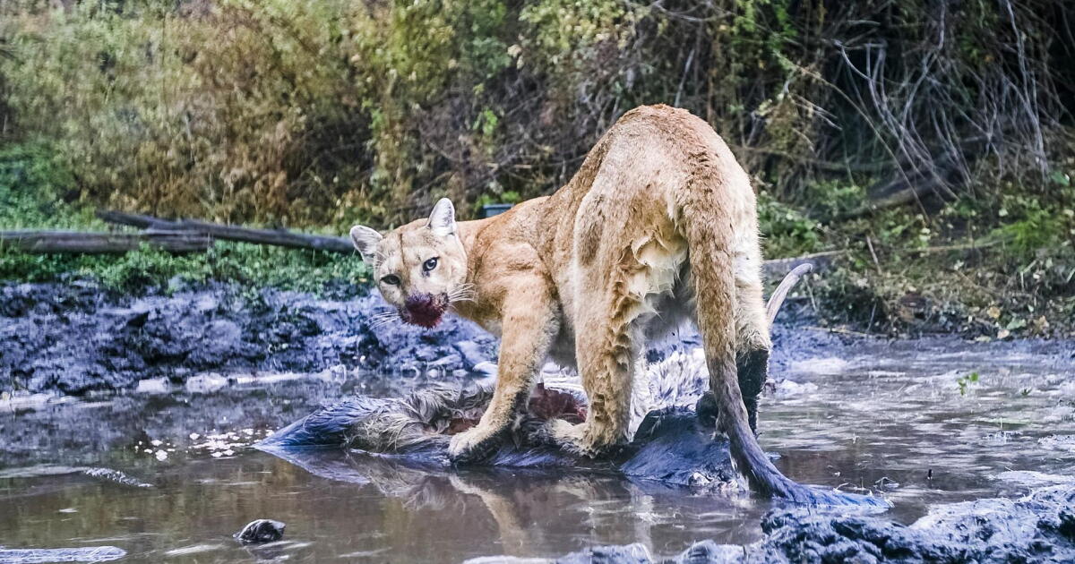 Preview of WILLOW: Diary of a Mountain Lion | New England Public Media
