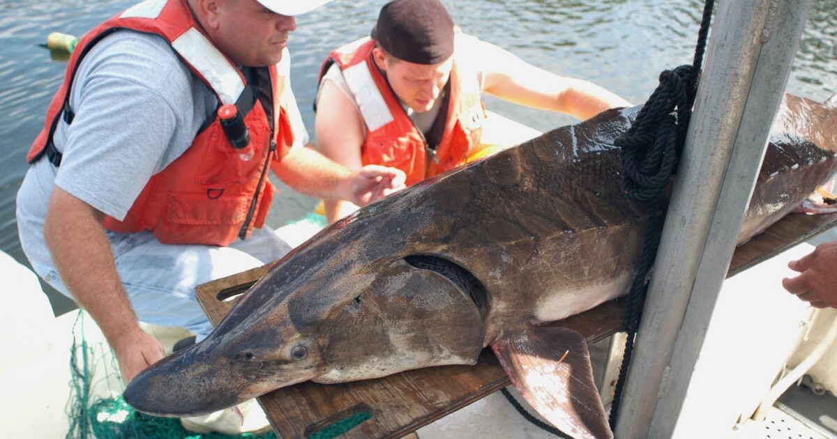 Gulf sturgeon, the iconic jumping fish of the Suwannee River, face new ...