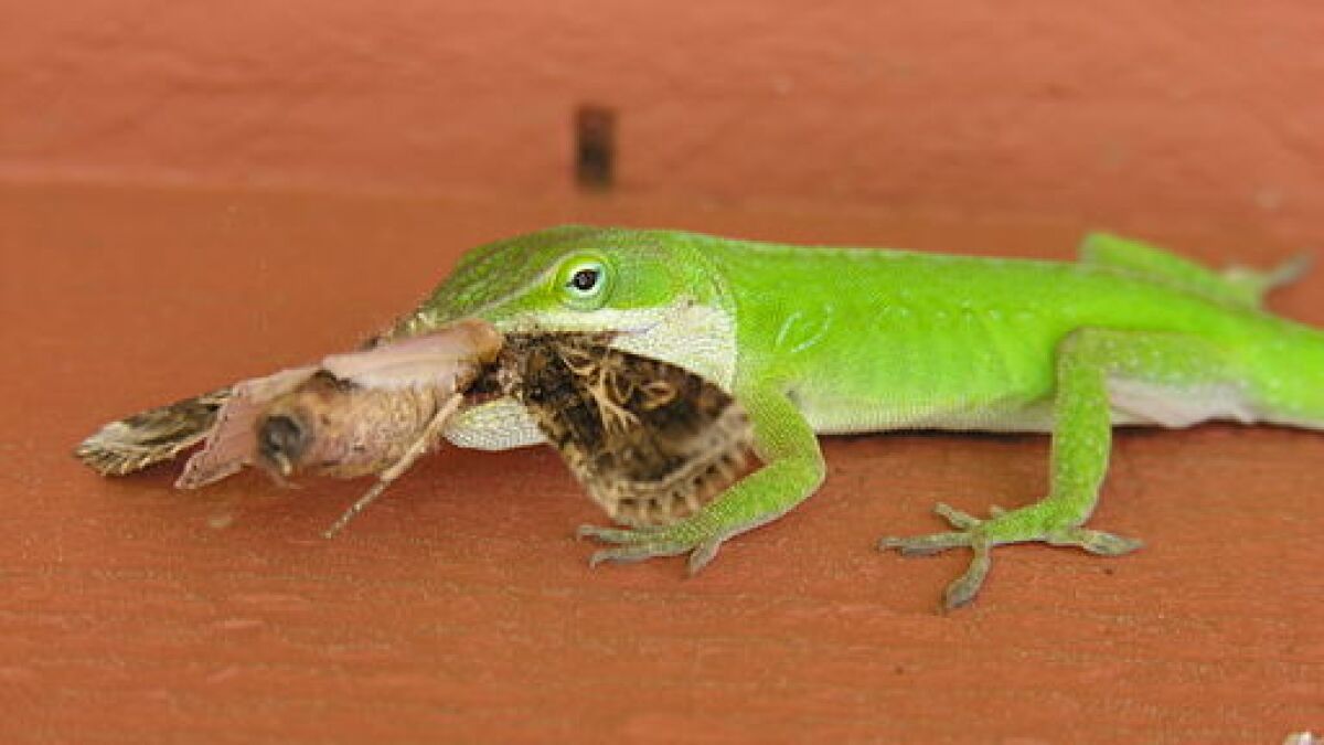 praying mantis eating lizard