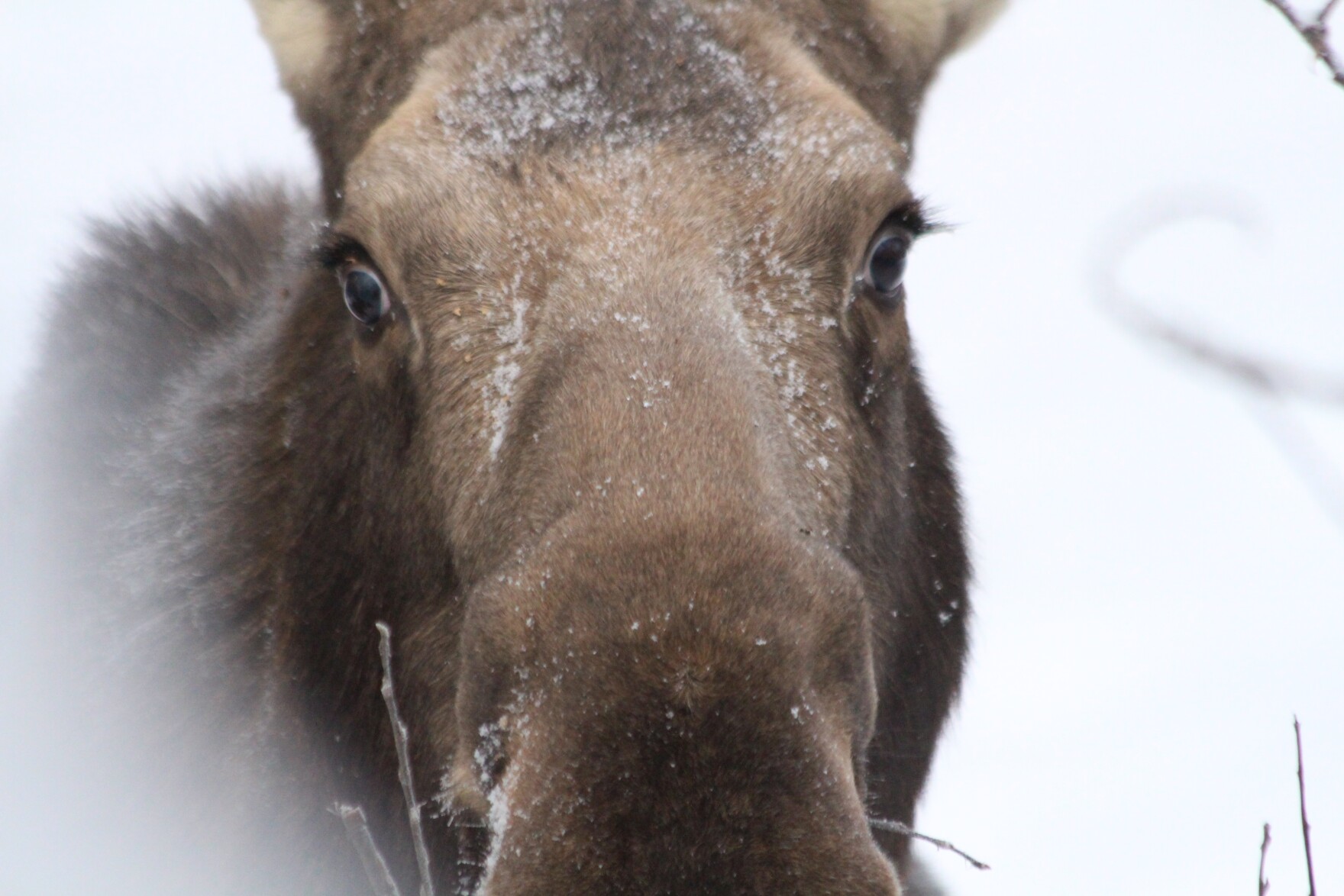 Anchorage biologist warns of moose entanglements during mating season