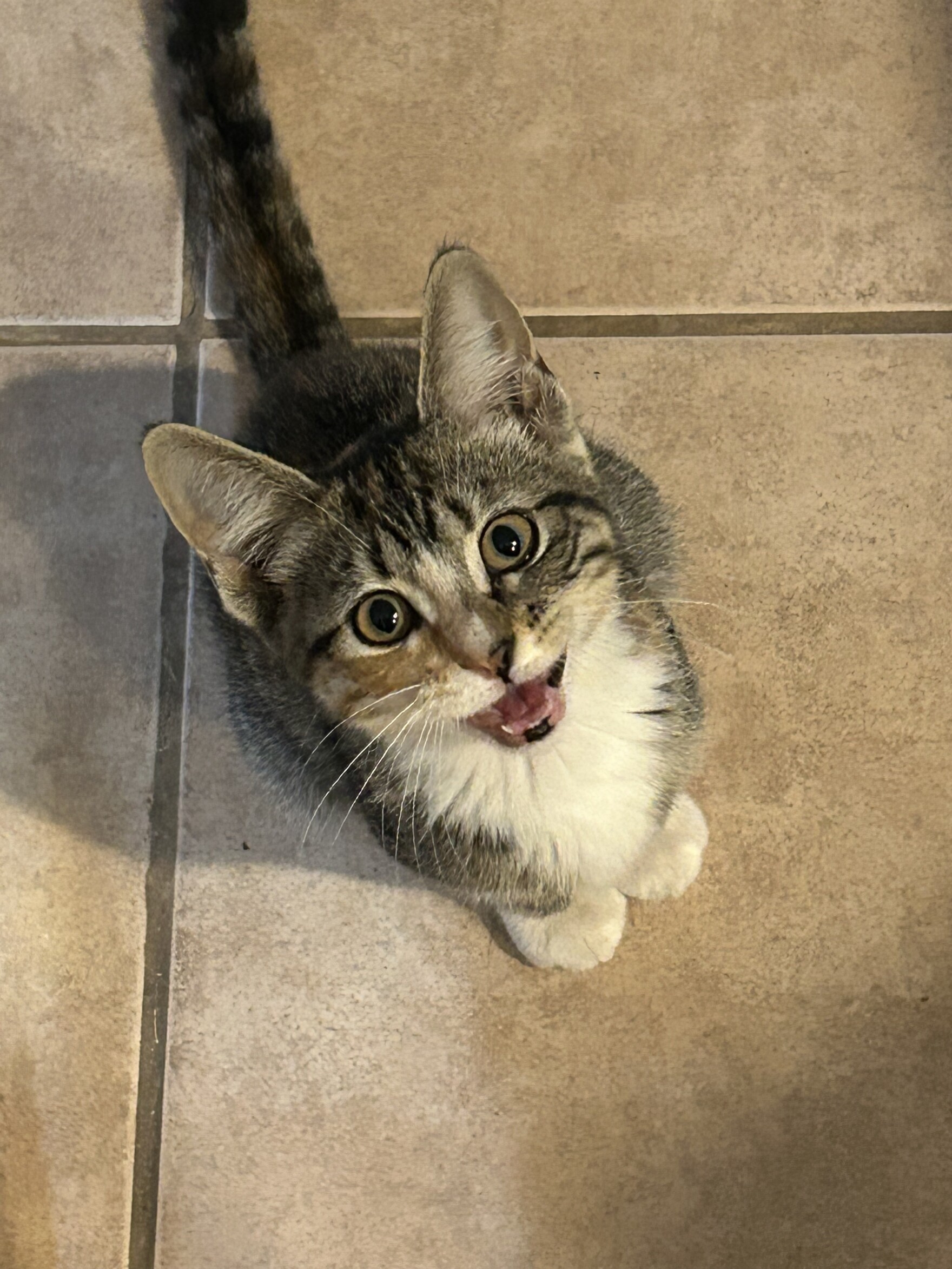 Nonprofit celebrates fixing 50,000 feral cats in Albuquerque