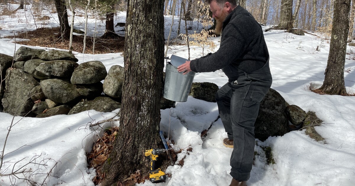 NH Maple Sugaring 101: How to tap a tree and make syrup for beginners ...