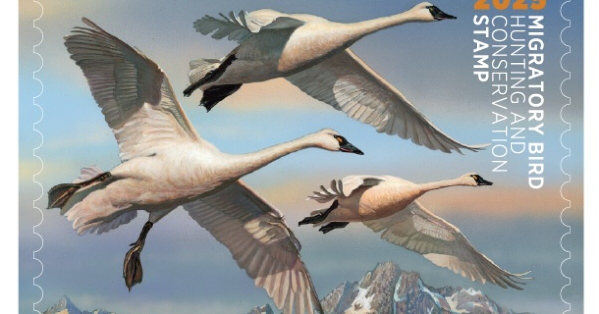 Conservation artist wins migratory bird art contest with tundra swans | YPR
