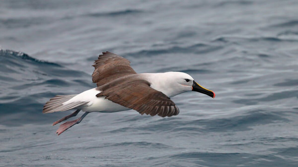 halopedia albatross