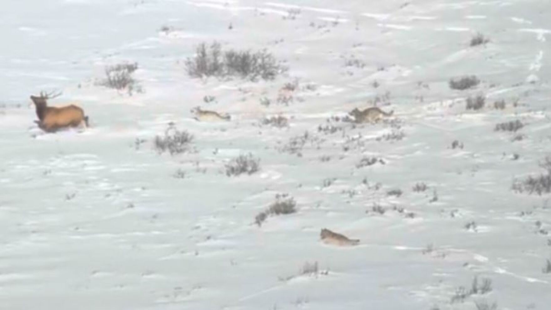 A new wolf pack may be forming in Grand Teton National Park | Wyoming ...