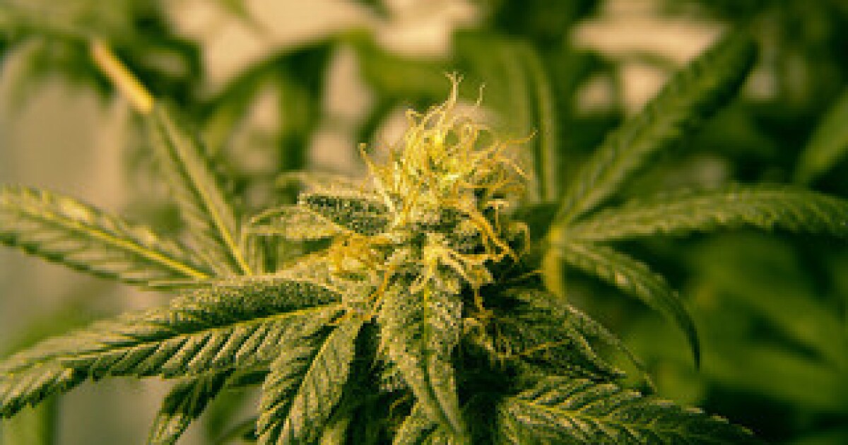 Ask an Economist: Growth and uncertainty for Alaska's cannabis industry