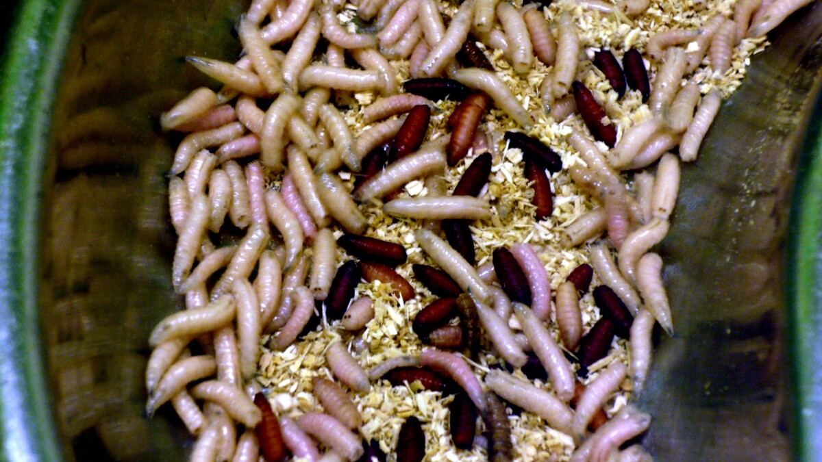 debridement maggots