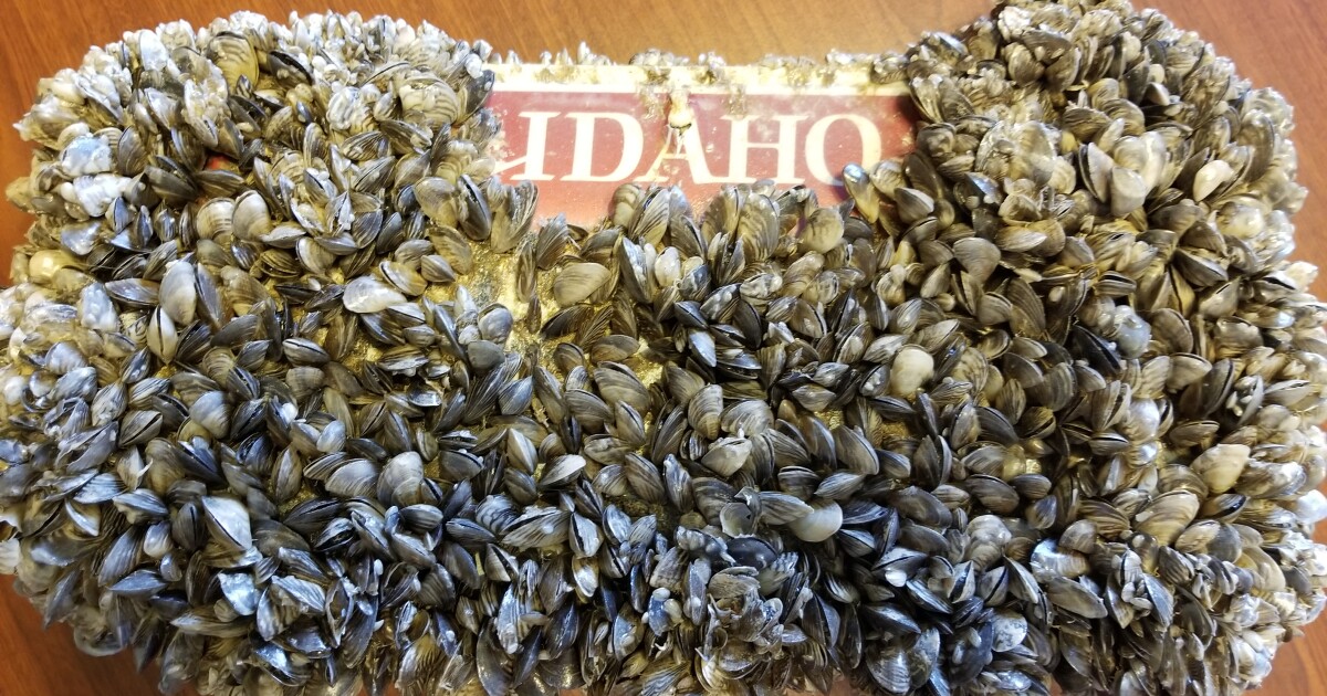 Invasive mussels discovered in Idaho's Snake River | Boise State Public ...