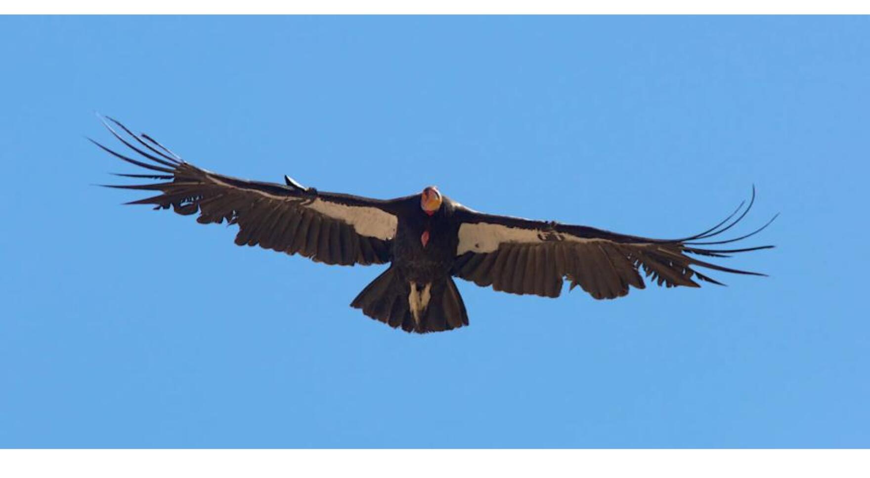 Yurok Tribe cares for condors as a sacred privilege | Jefferson Public ...