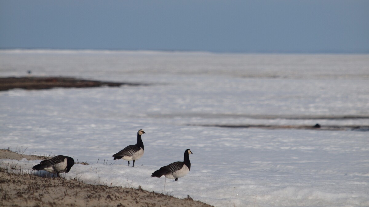 barnacle goose migration