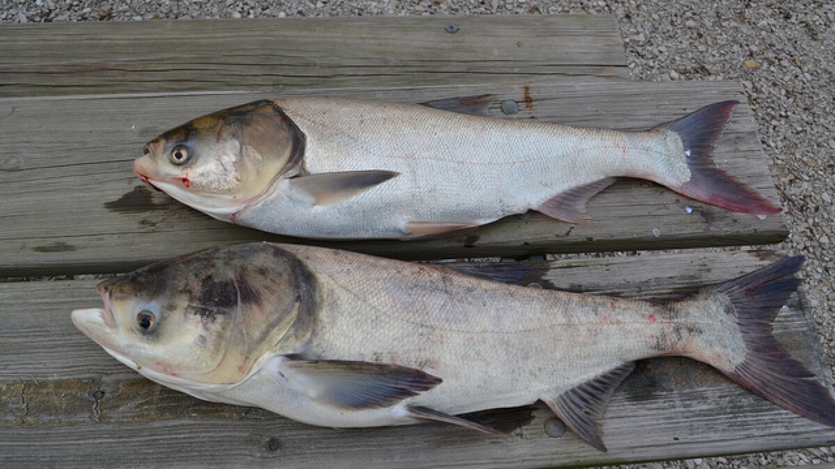 bighead carp predators