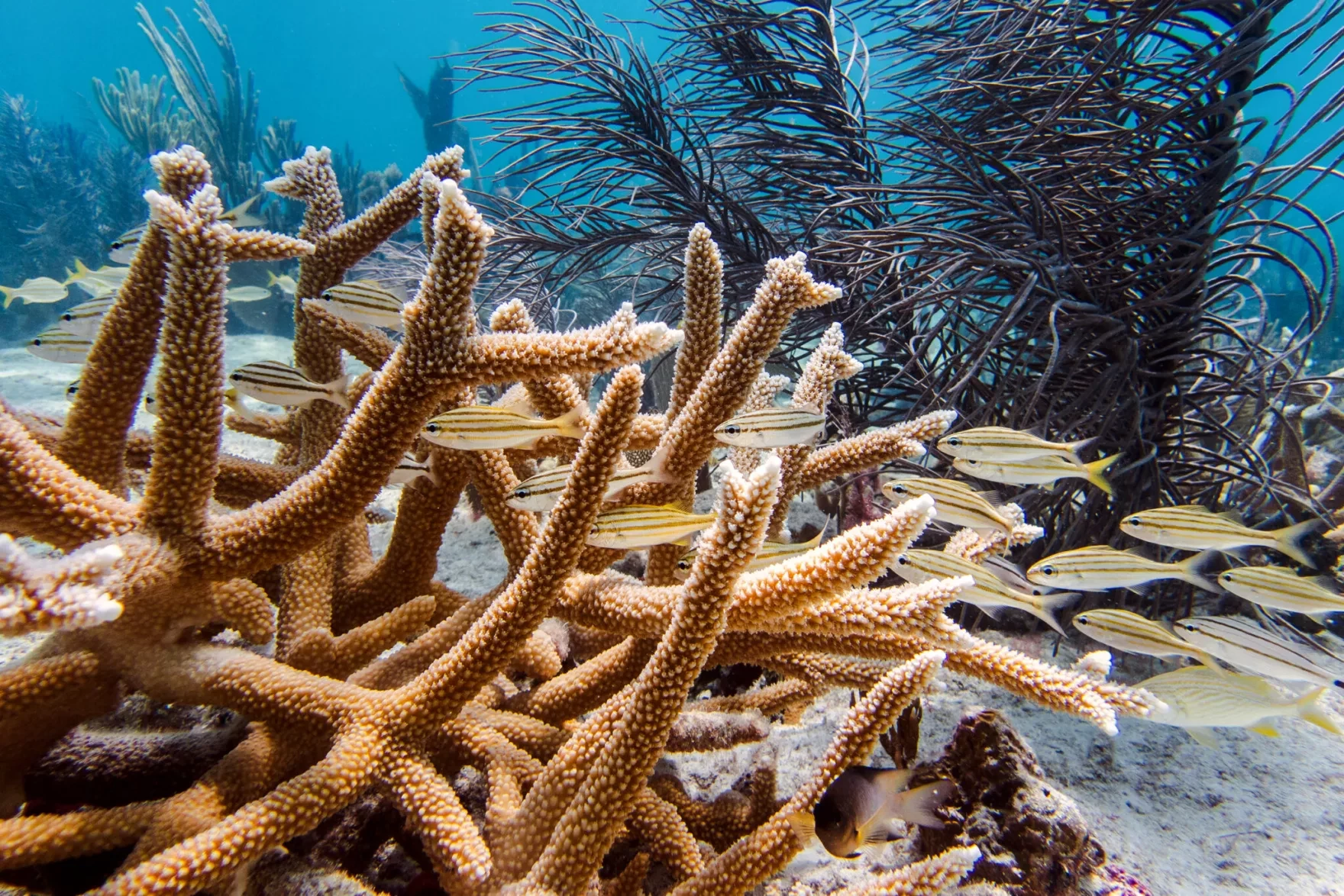 Ten million corals are in the path of a federal dredging project in ...