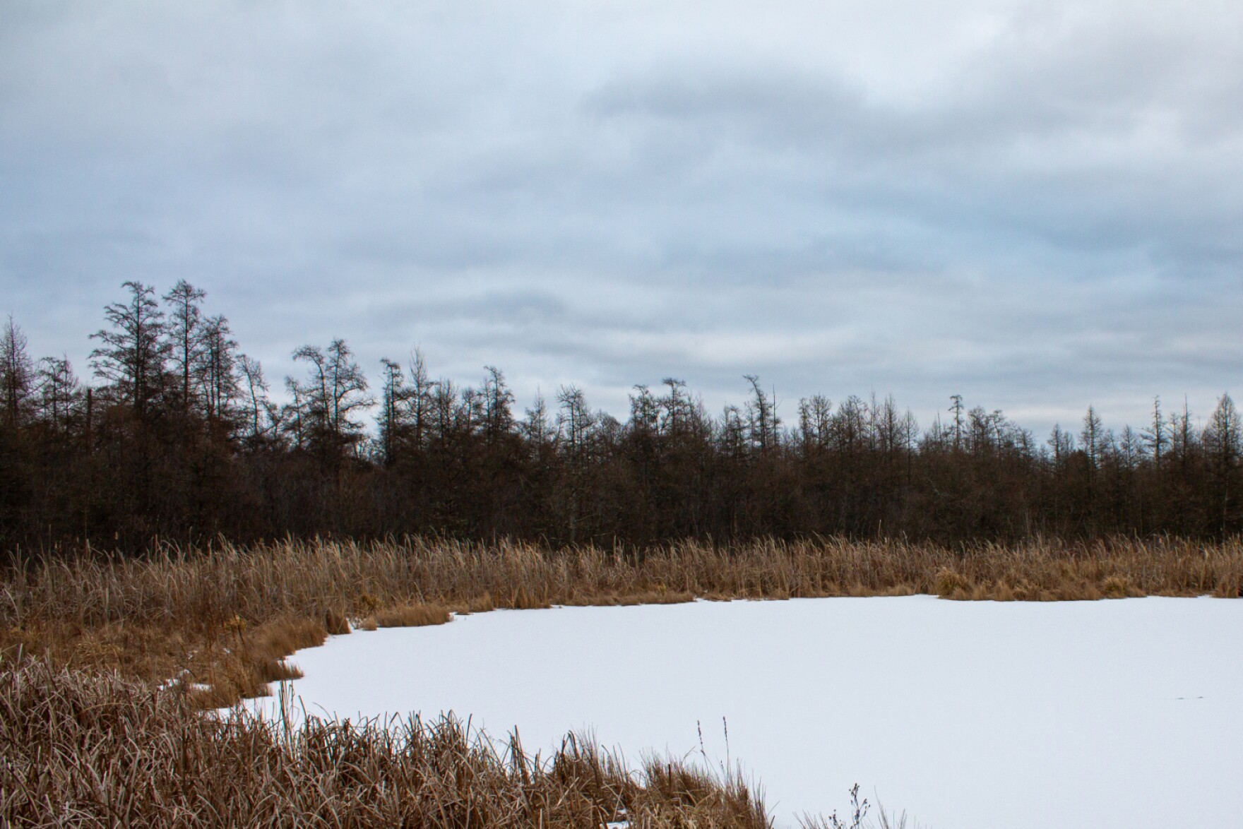 Bogs sink carbon dioxide 'like no ecosystem on Earth,' but many are at ...