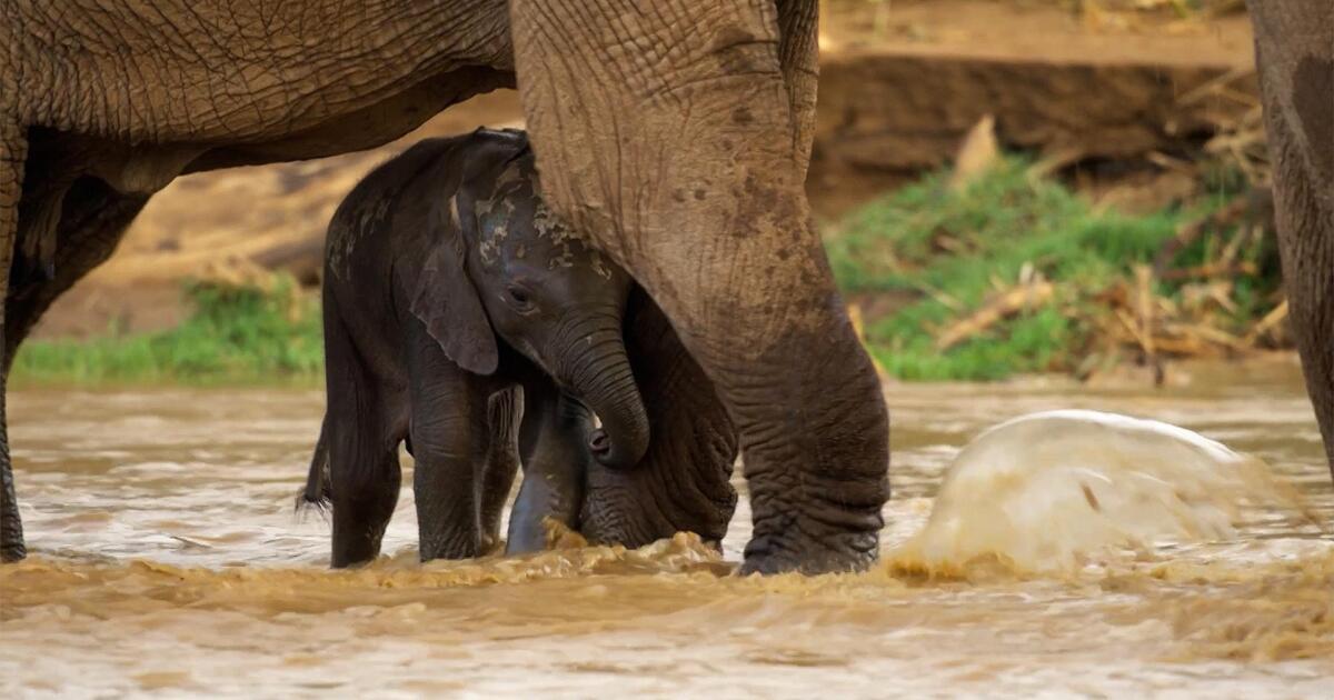 Elephant Mom Saves Baby From Flood | New England Public Media