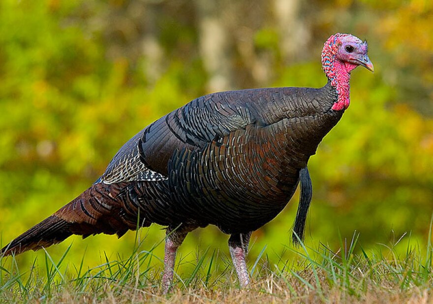 wild turkey