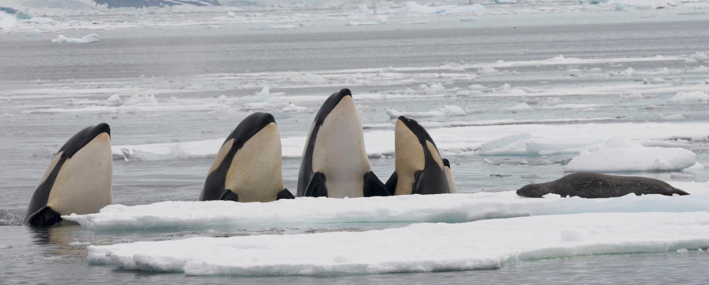 Pack-Ice Killer Whale Sounds -- on Film | New England Public Media