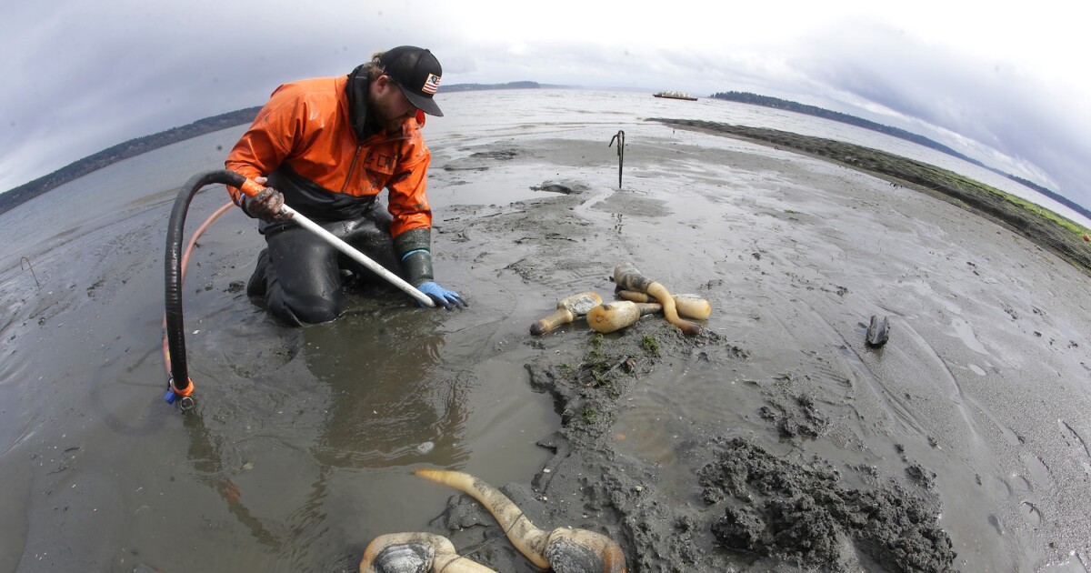 Shellfish harvesters have to consider biotoxins later in fall and ...