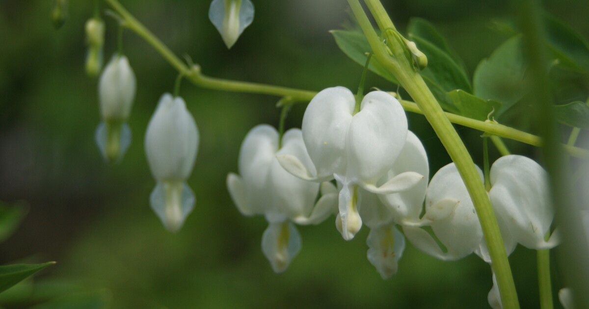 bleeding heart flower pruning