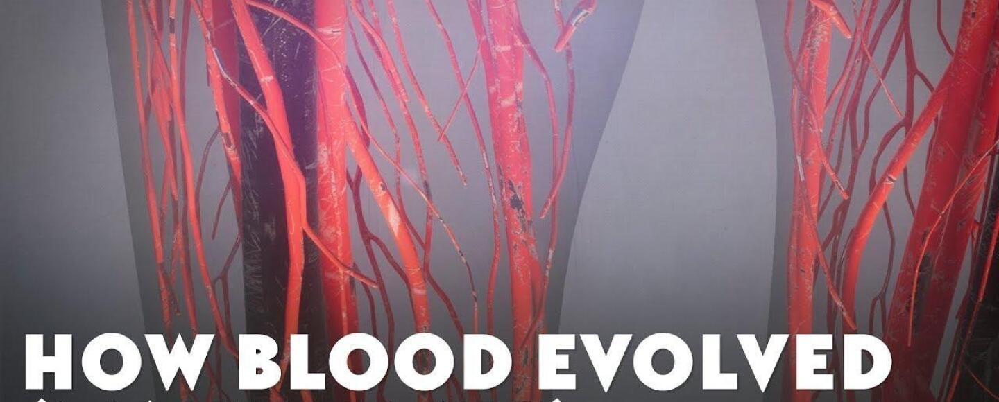 How Blood Evolved (Many Times)