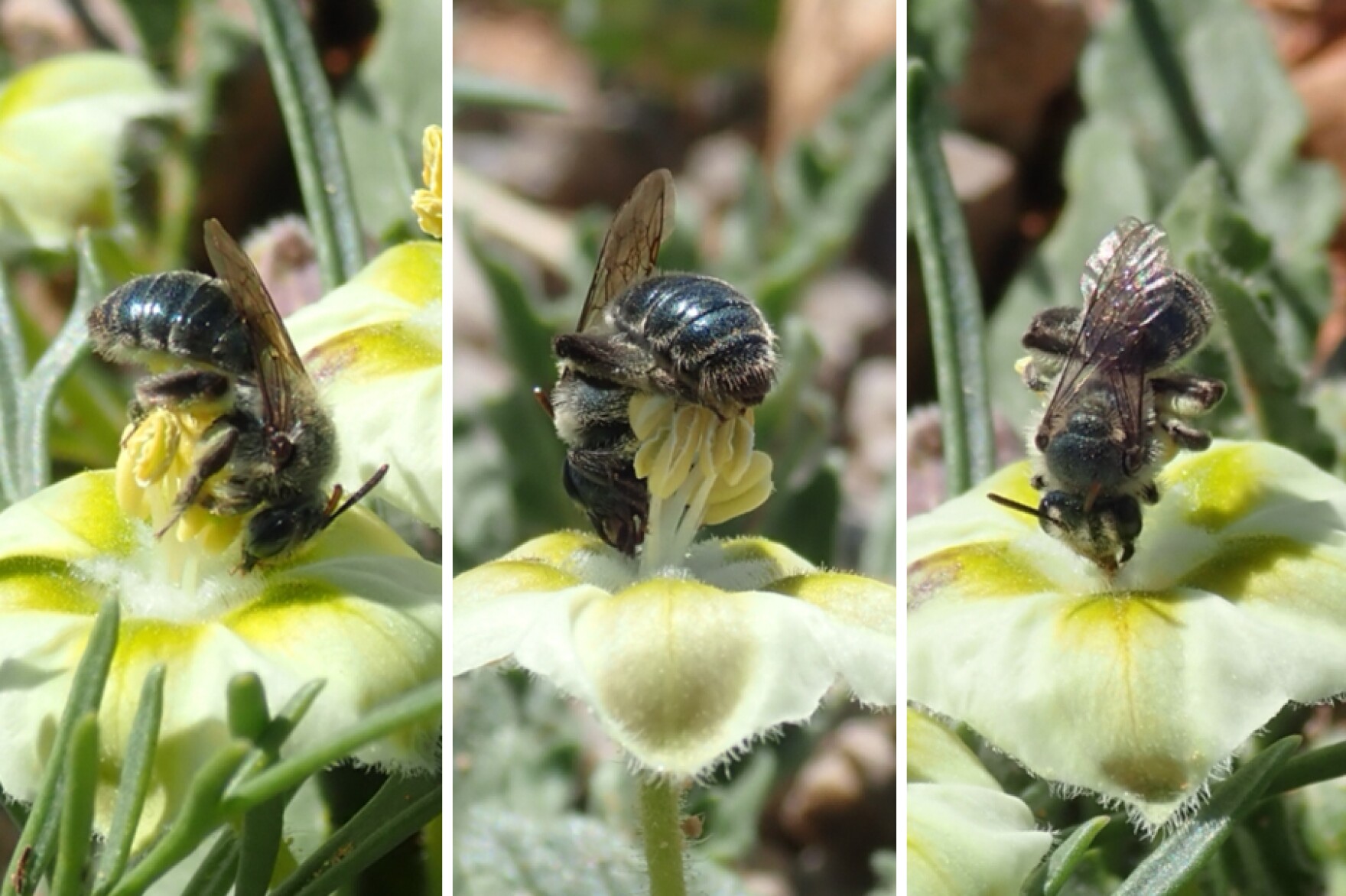 Native bee species discovered in Oklahoma, though you likely won’t find ...
