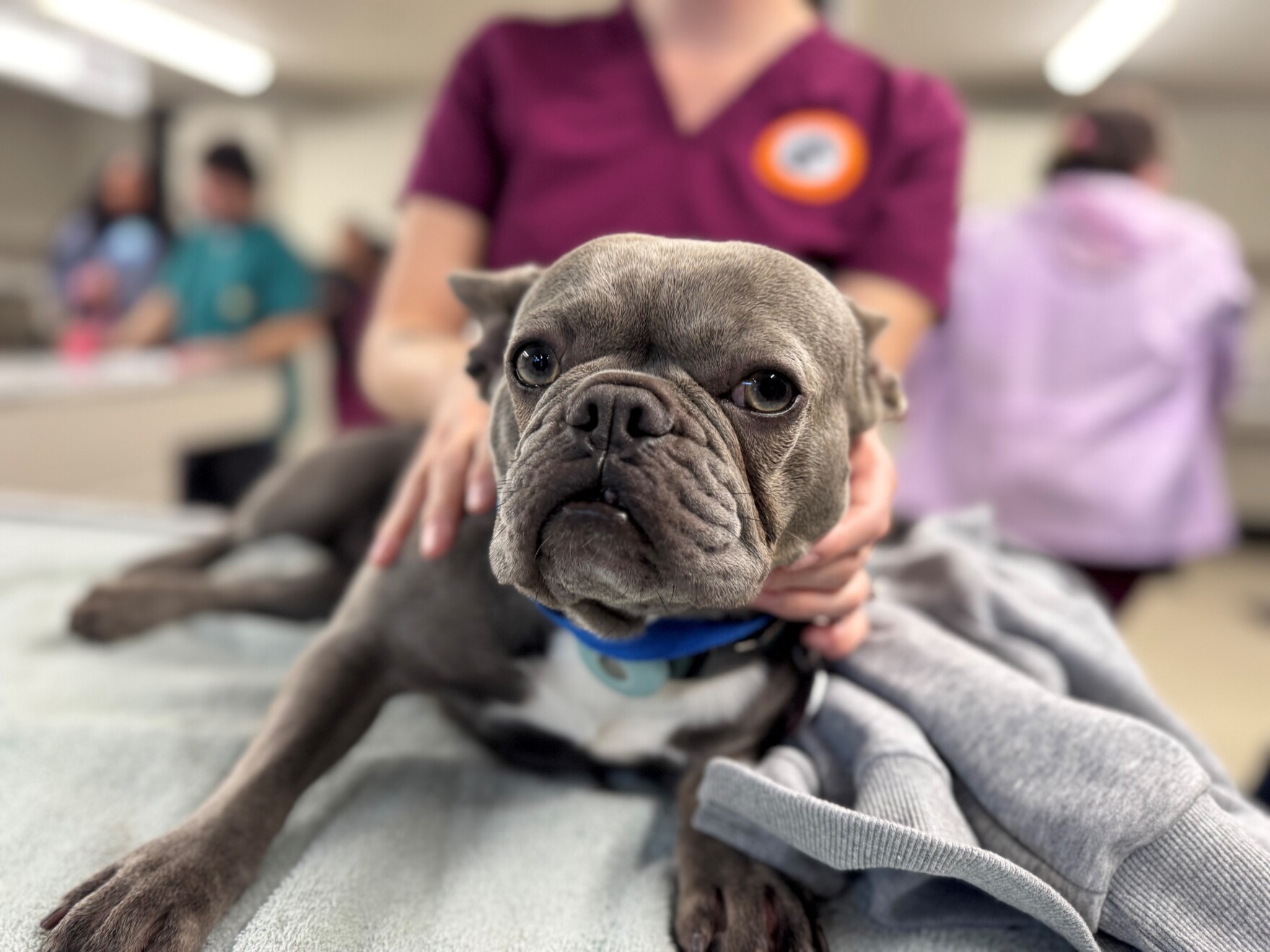 The high-tech head start for future veterinary technicians in Ventura County | KCLU