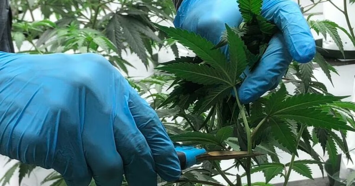 Round Valley Indian Tribe sues California and county law enforcement ...