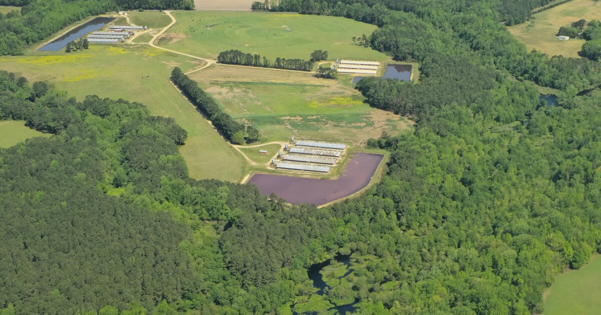CAFO Country: Touring NC's hog and poultry operations from the air | WHQR