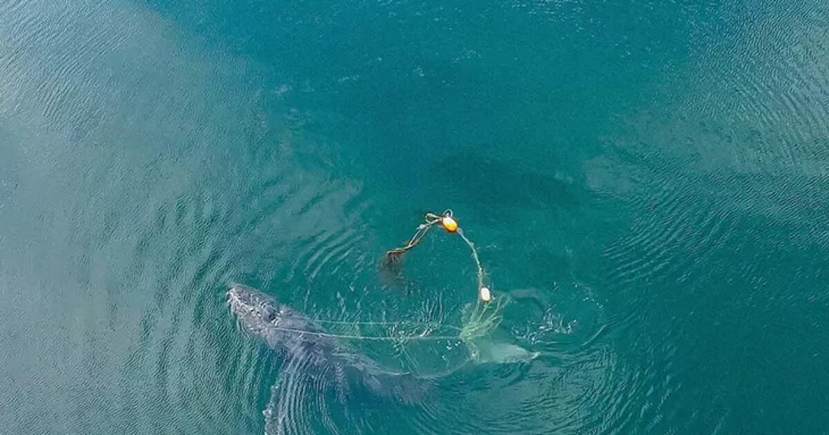 How wildlife officials saved a humpback whale found 'hogtied' to a 300 ...