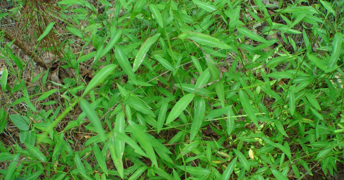Have you seen this grass? If so, invasive species experts would like to ...