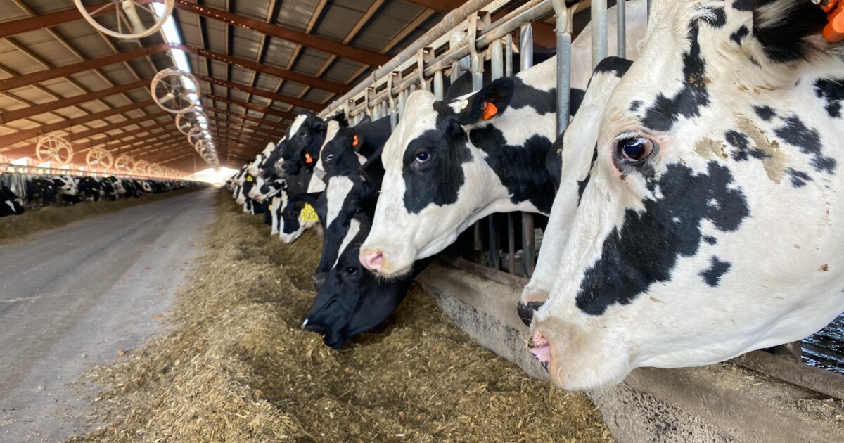 Bird flu hasn't hurt the dairy industry or consumers so far | WXPR