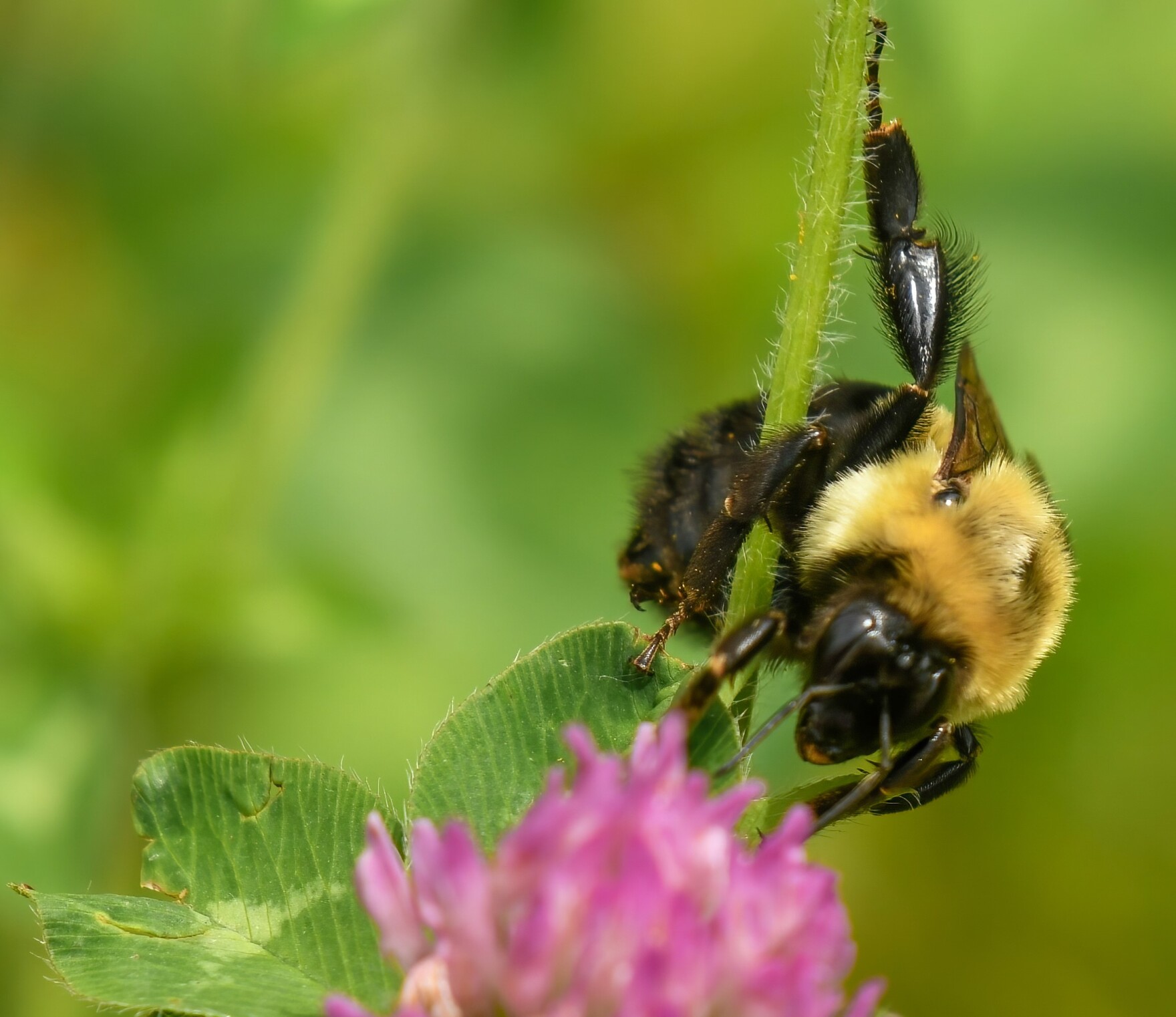 Research finds some bees in cities struggle with the heat | WKAR Public ...