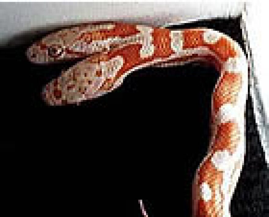 two side head snake