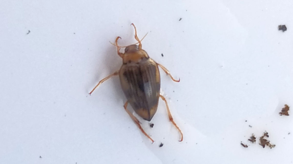 endangered beetles uk