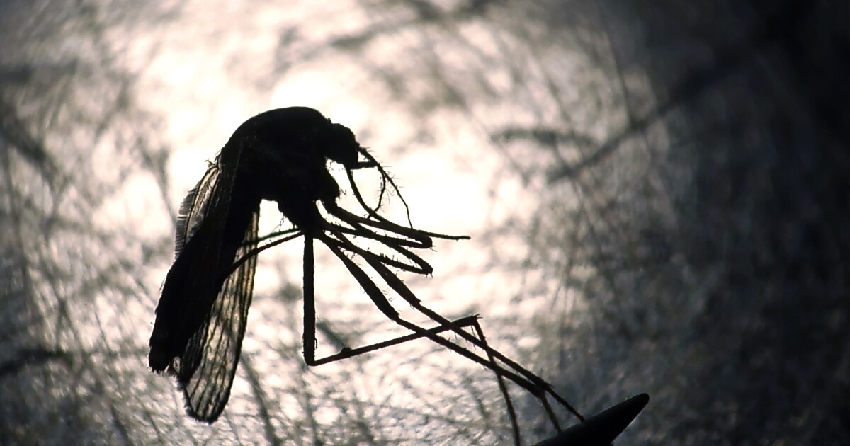 CT officials to spray state forest for EEE | Connecticut Public