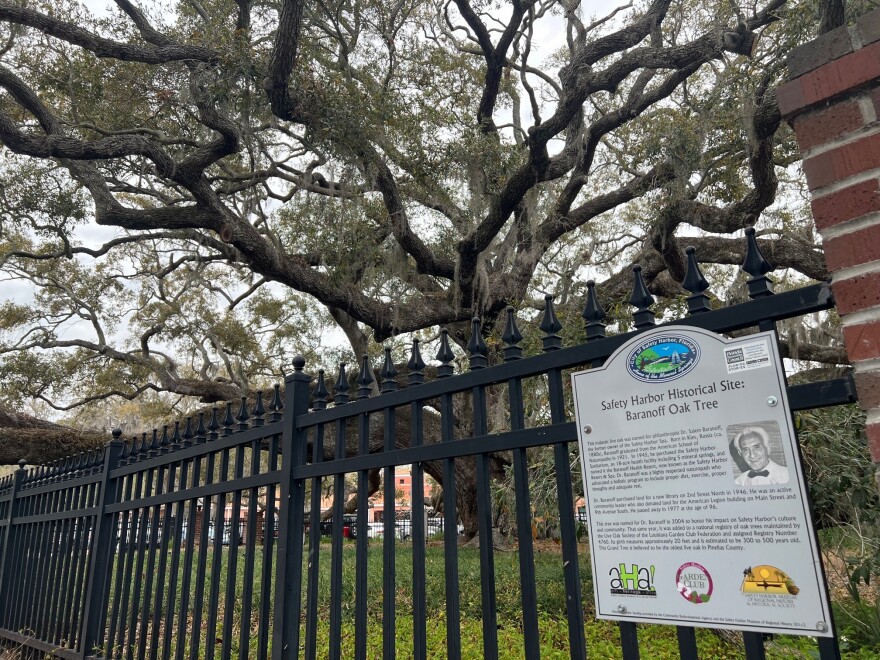 Will the oldest oak in Pinellas be preserved forever? Safety Harbor ...
