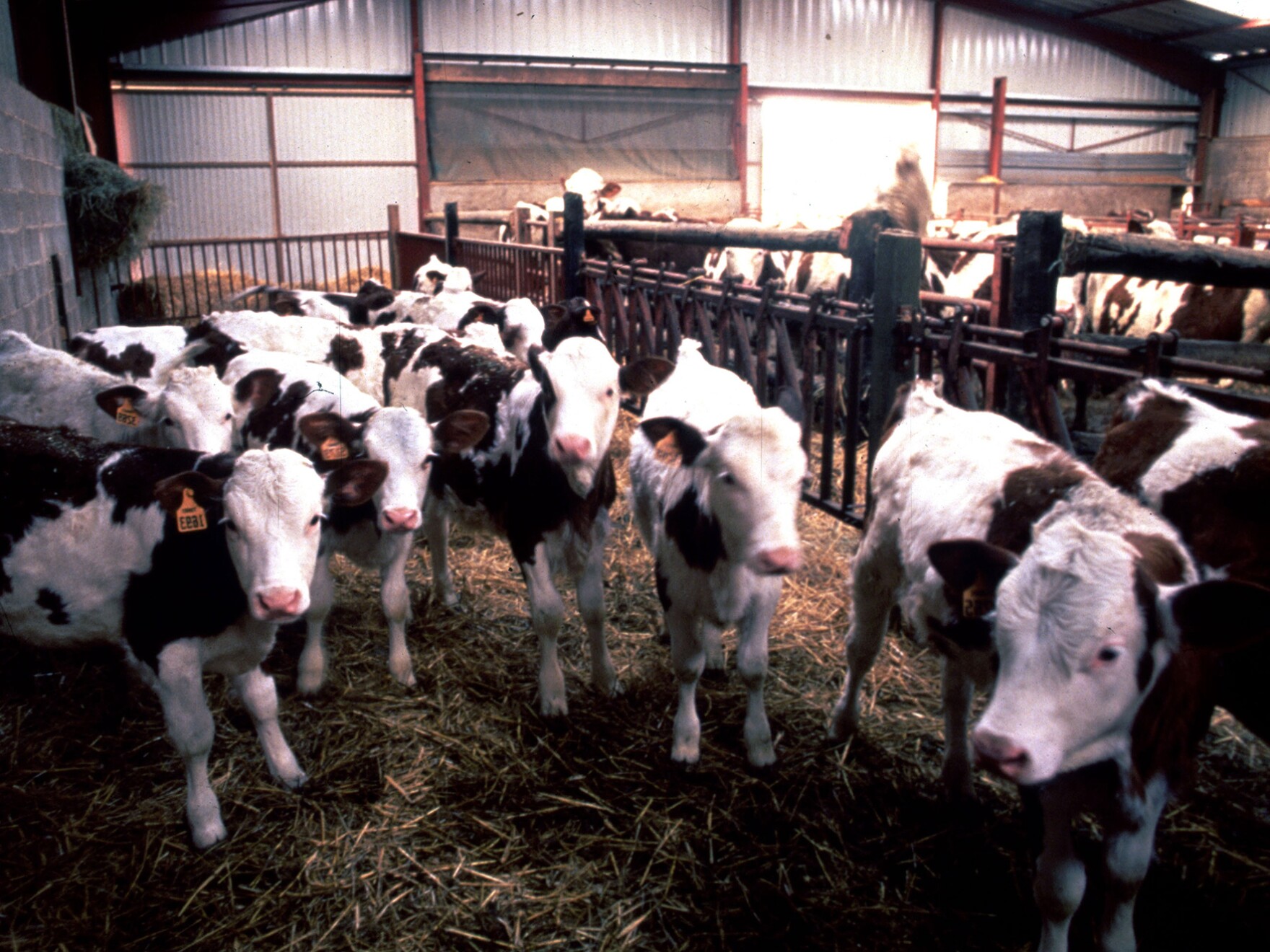 Mad Cow Research Hints At Ways To Halt Alzheimer's, Parkinson's | 90.3 KAZU