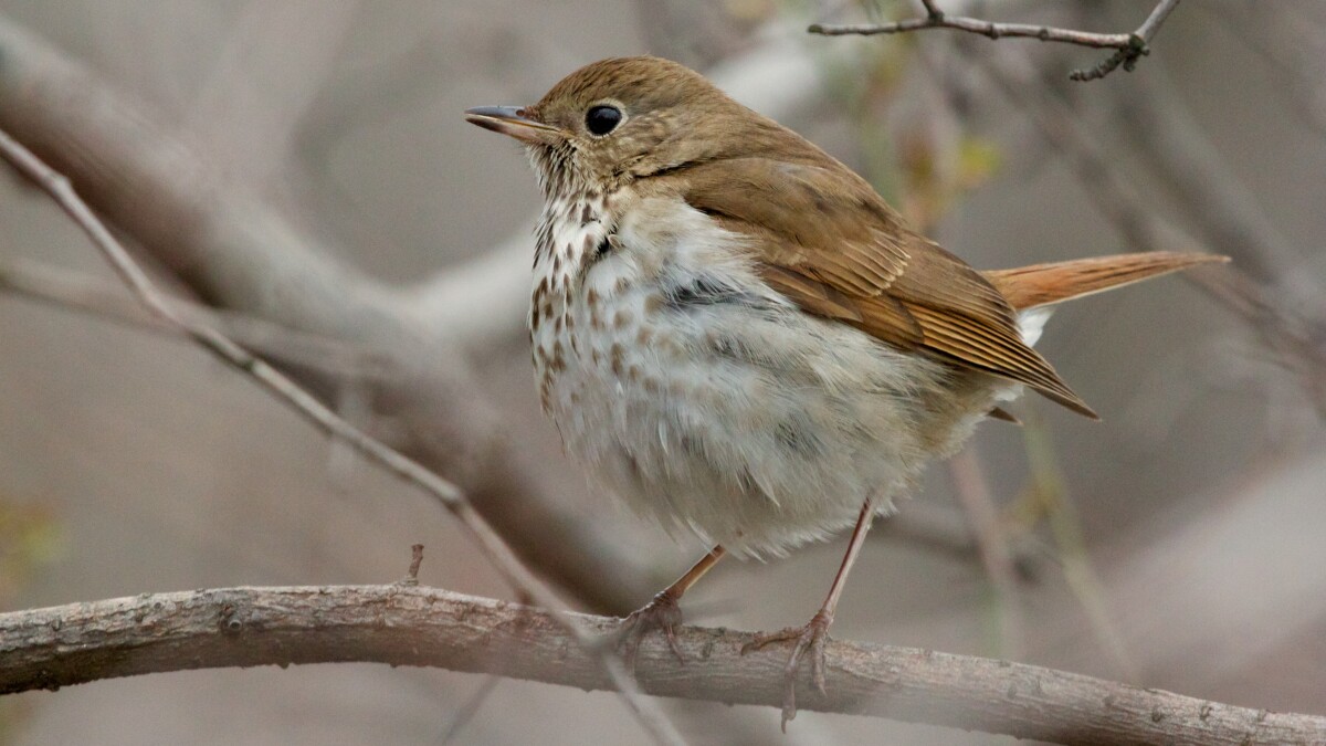 hermit thrush flying