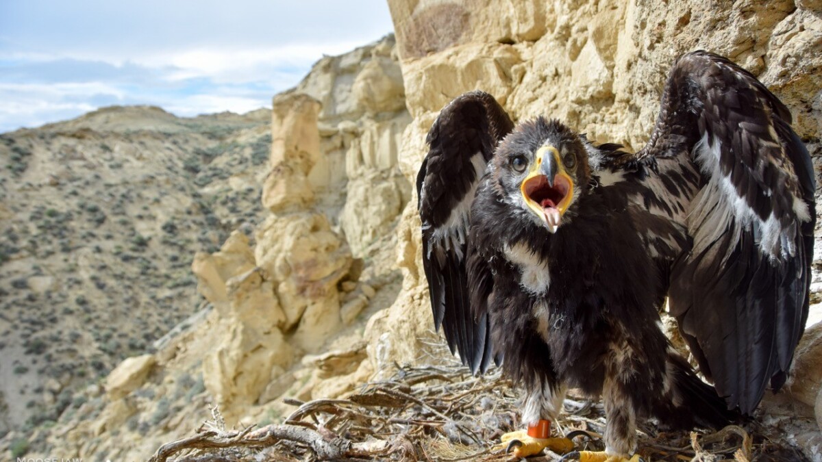 golden eagle nesting range