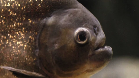 pacu fish bite testicles