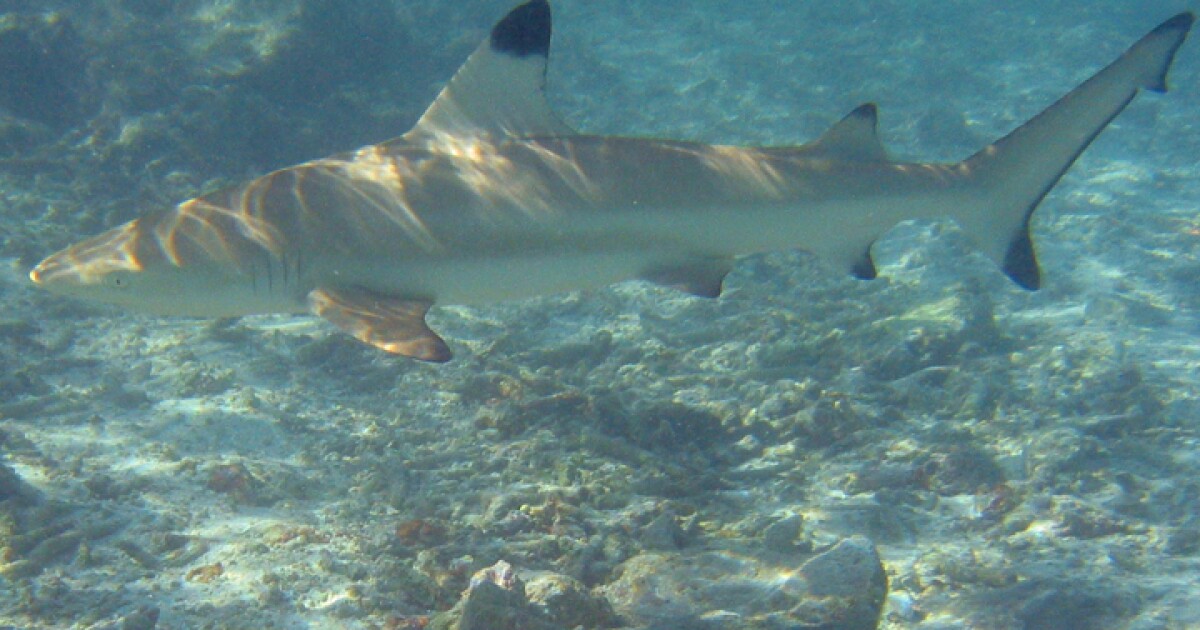 Shark Count Down Substantially In South Florida | WGCU PBS & NPR for ...