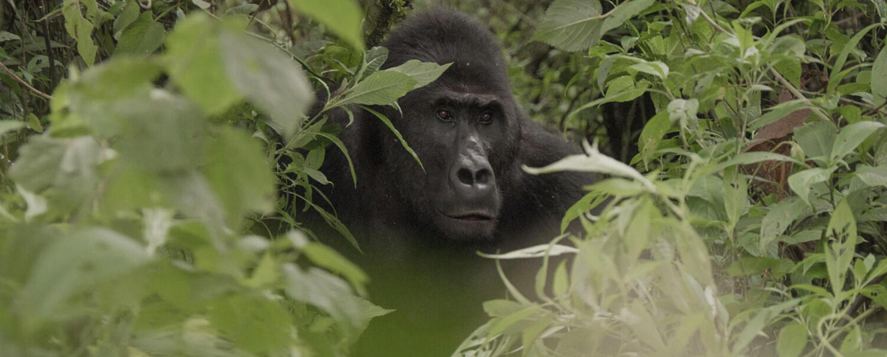 Meet the Silverback, the Leader of the Troop | South Dakota Public ...