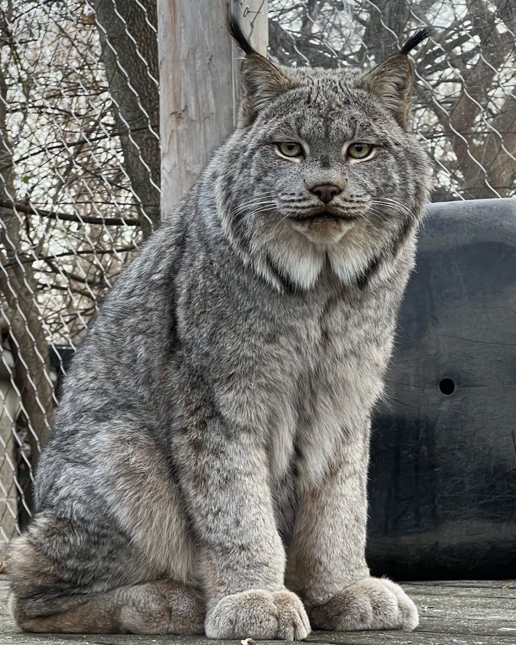 A Canada lynx at the Seneca Park Zoo has died | WXXI News