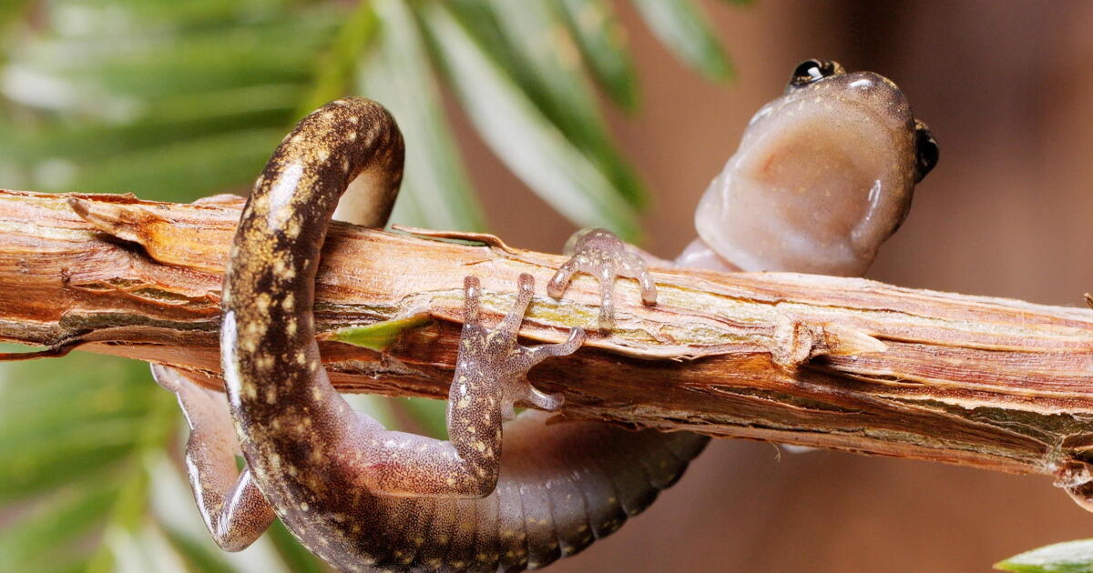 Watch Salamanders Skydive!